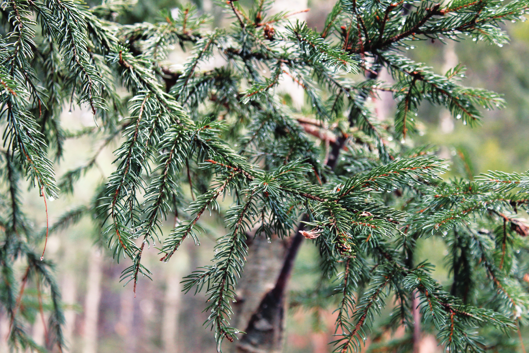 Winter Foraging in New England – Mother Earth News
